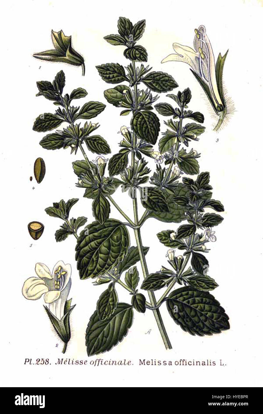 Melissa officinalis drawing hi-res stock photography and images - Alamy