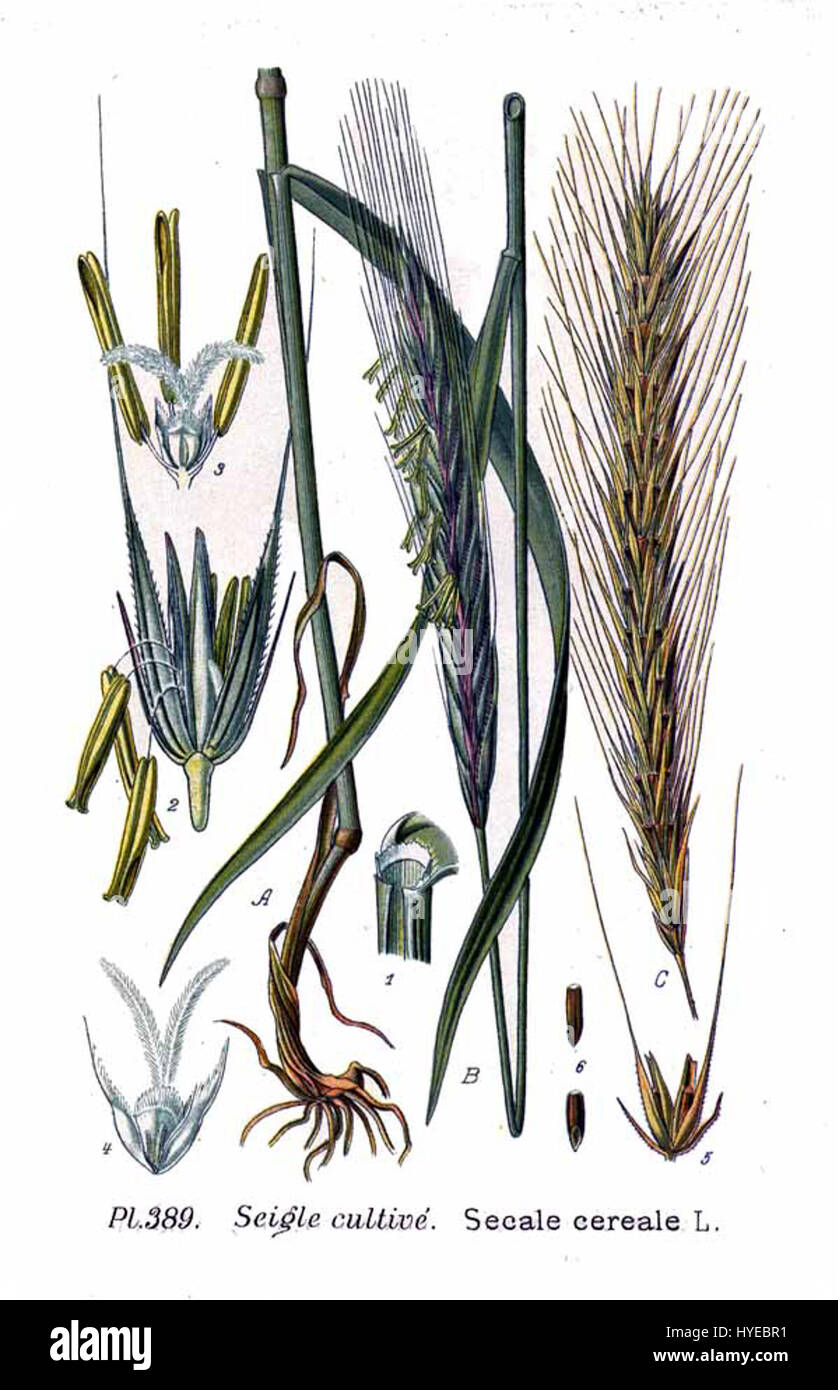 Secale cereale L., commonly known as rye, is a species of cereal grain ...