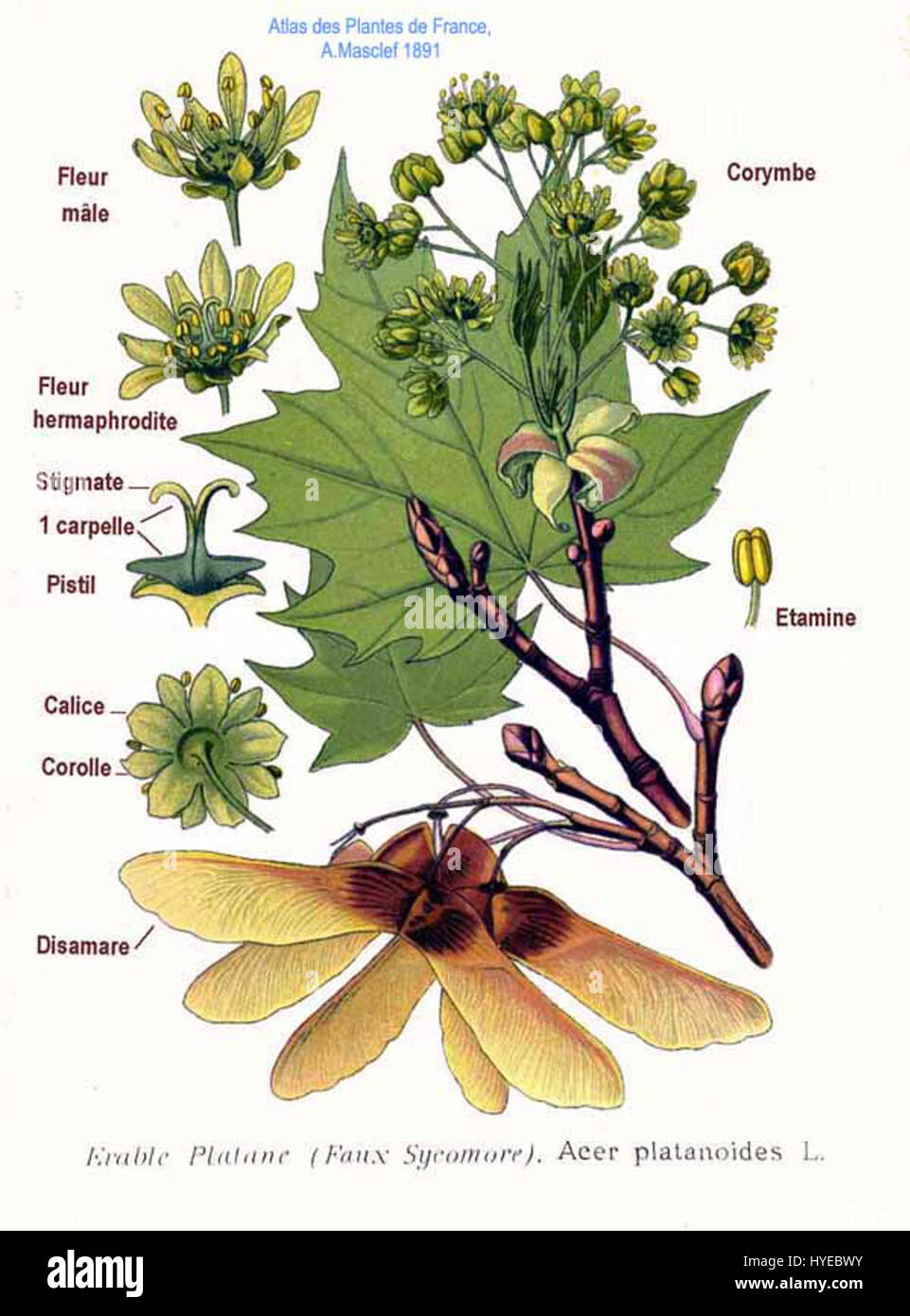 Acer platanoides l hi-res stock photography and images - Alamy