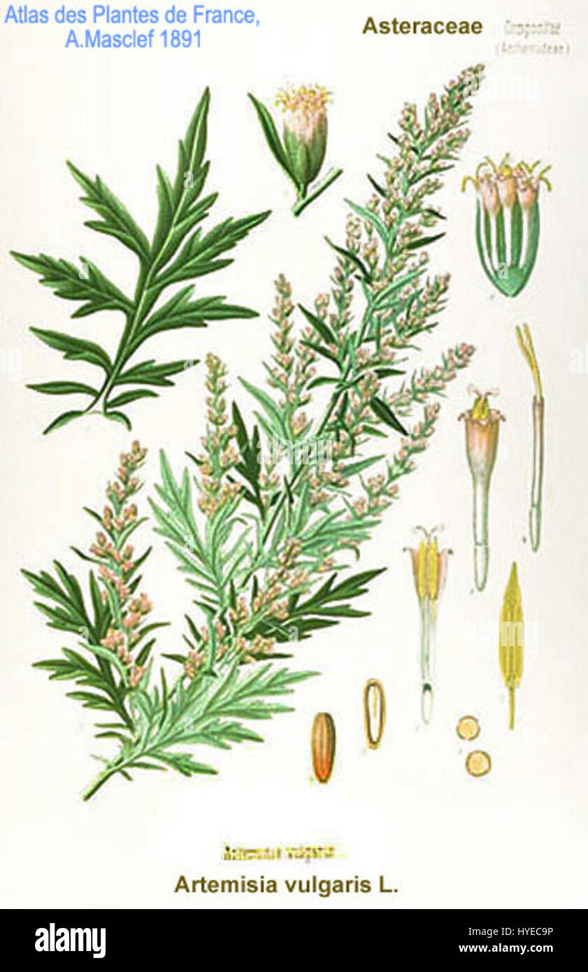 Artemisia vulgaris L, commonly known as mugwort, is a herbaceous plant ...