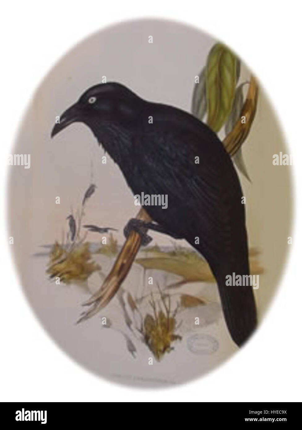 The Australian raven, depicted by John Gould, is known for its ...
