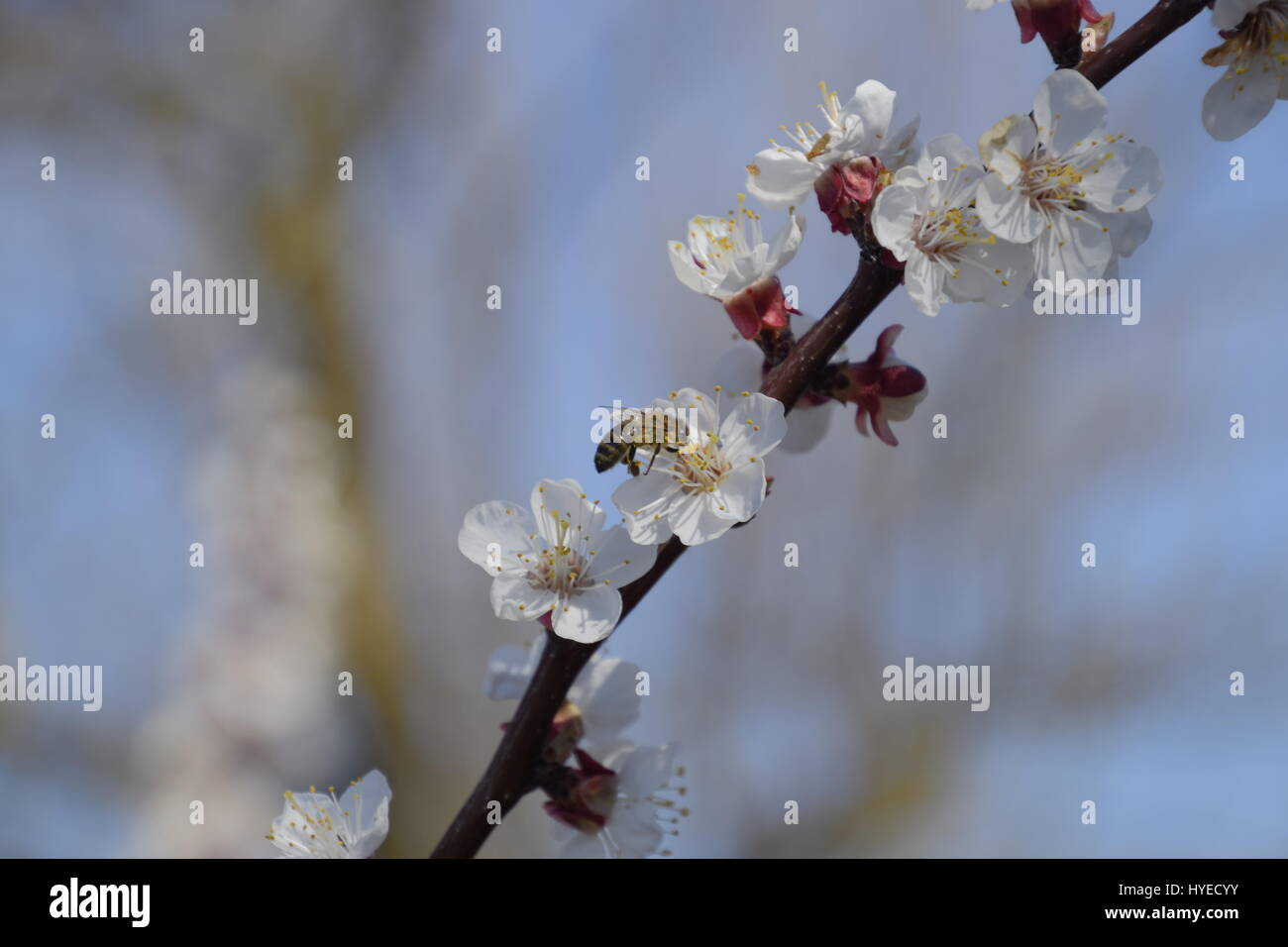 Blooming wild apricot in the garden. Spring flowering trees ...