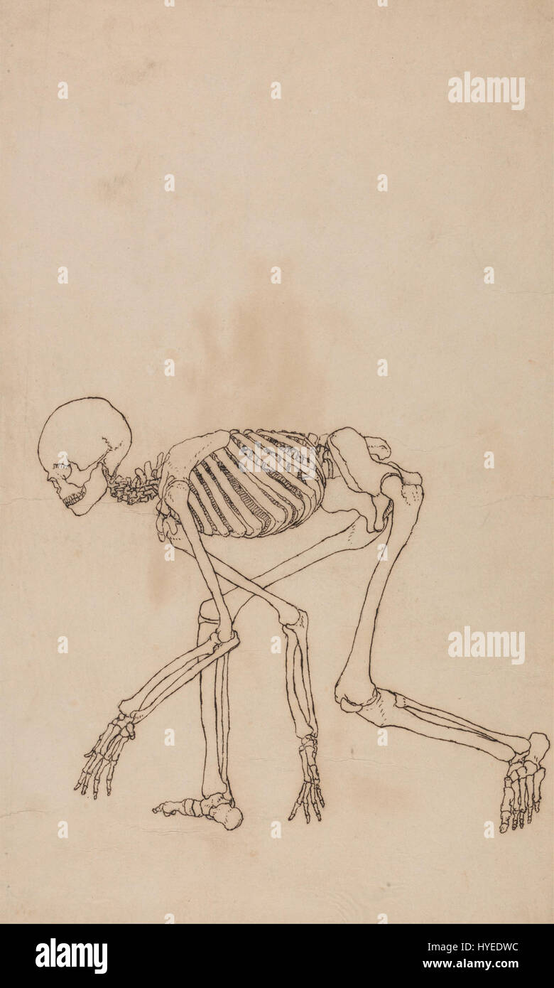 George Stubbs' work, A Comparative Anatomical Exposition, compares the ...