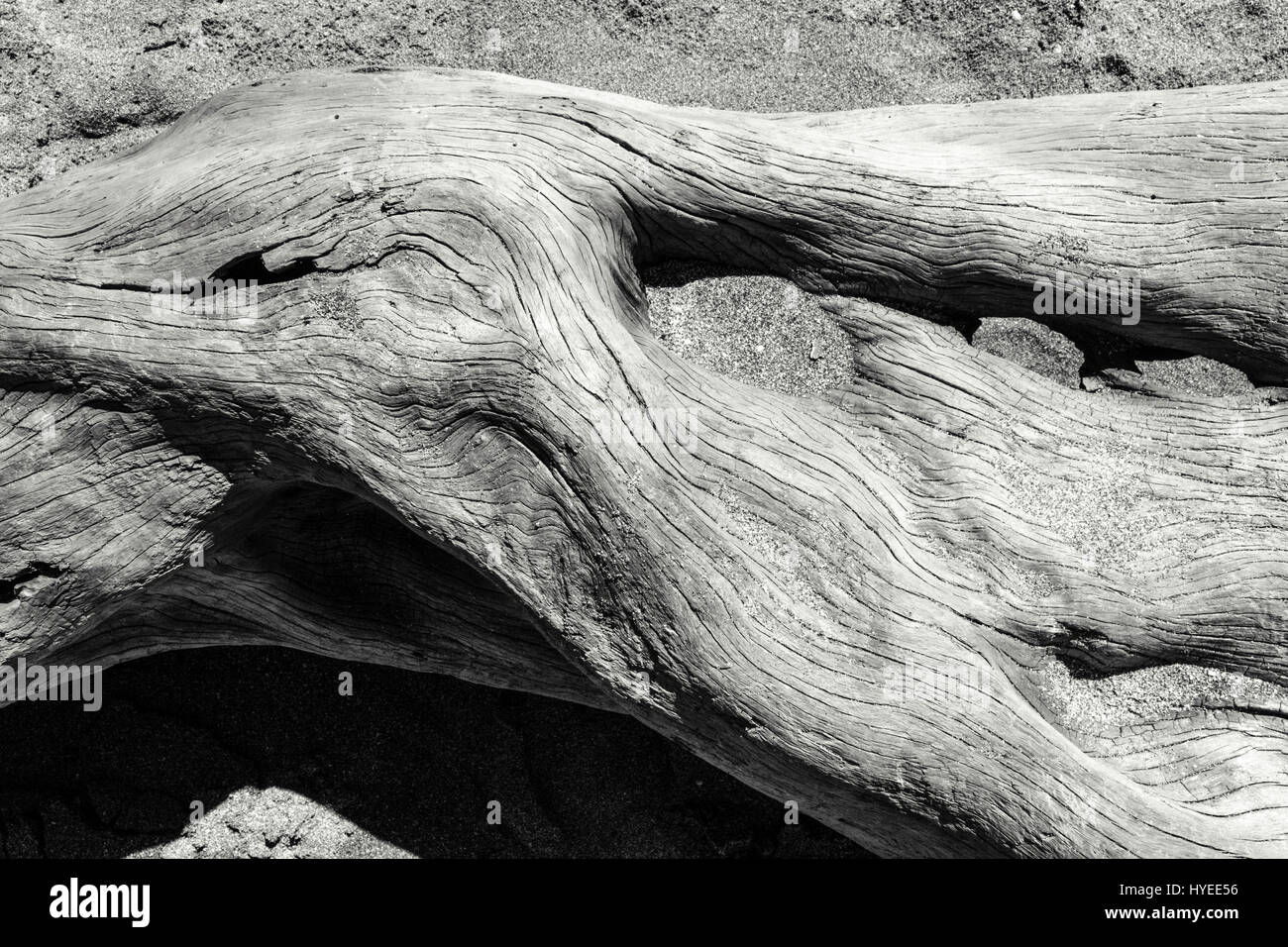 Hot Water Beach Log Stock Photo - Alamy