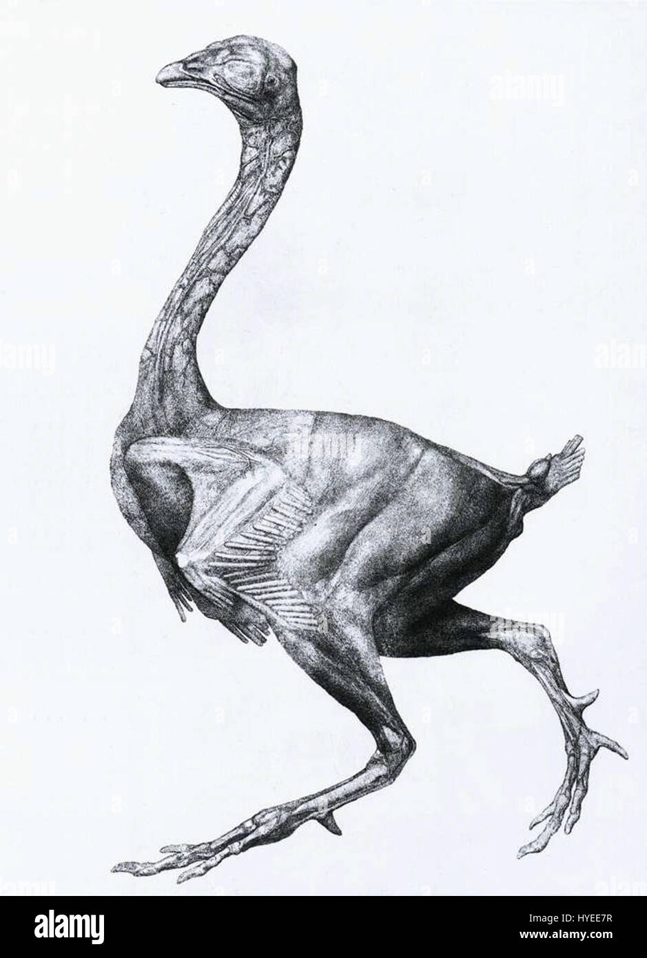 George Stubbs, an English artist renowned for his animal paintings ...