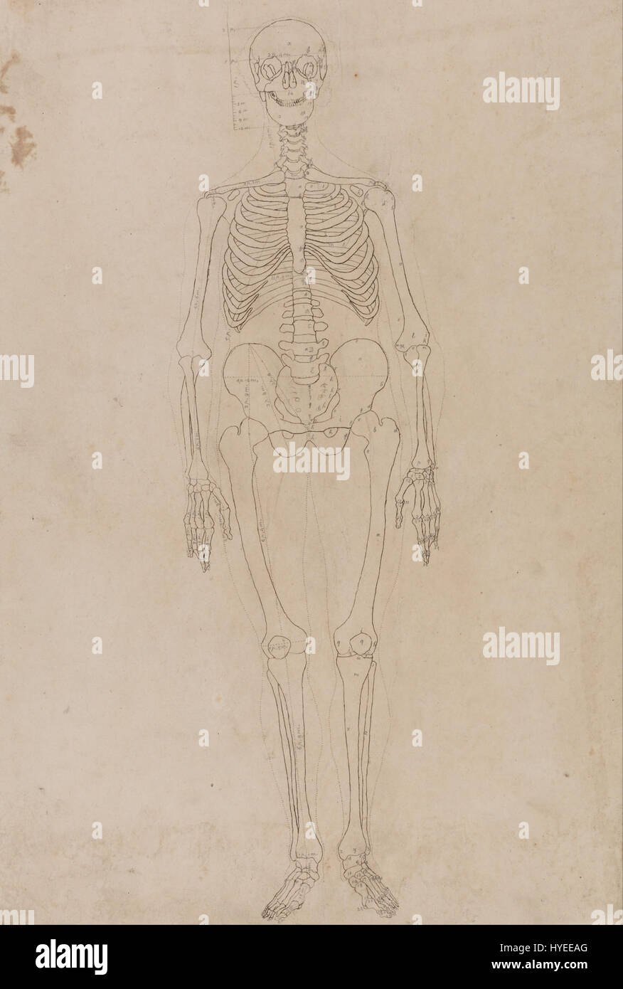'A Comparative Anatomical Exposition of the Structure of the Human Body ...