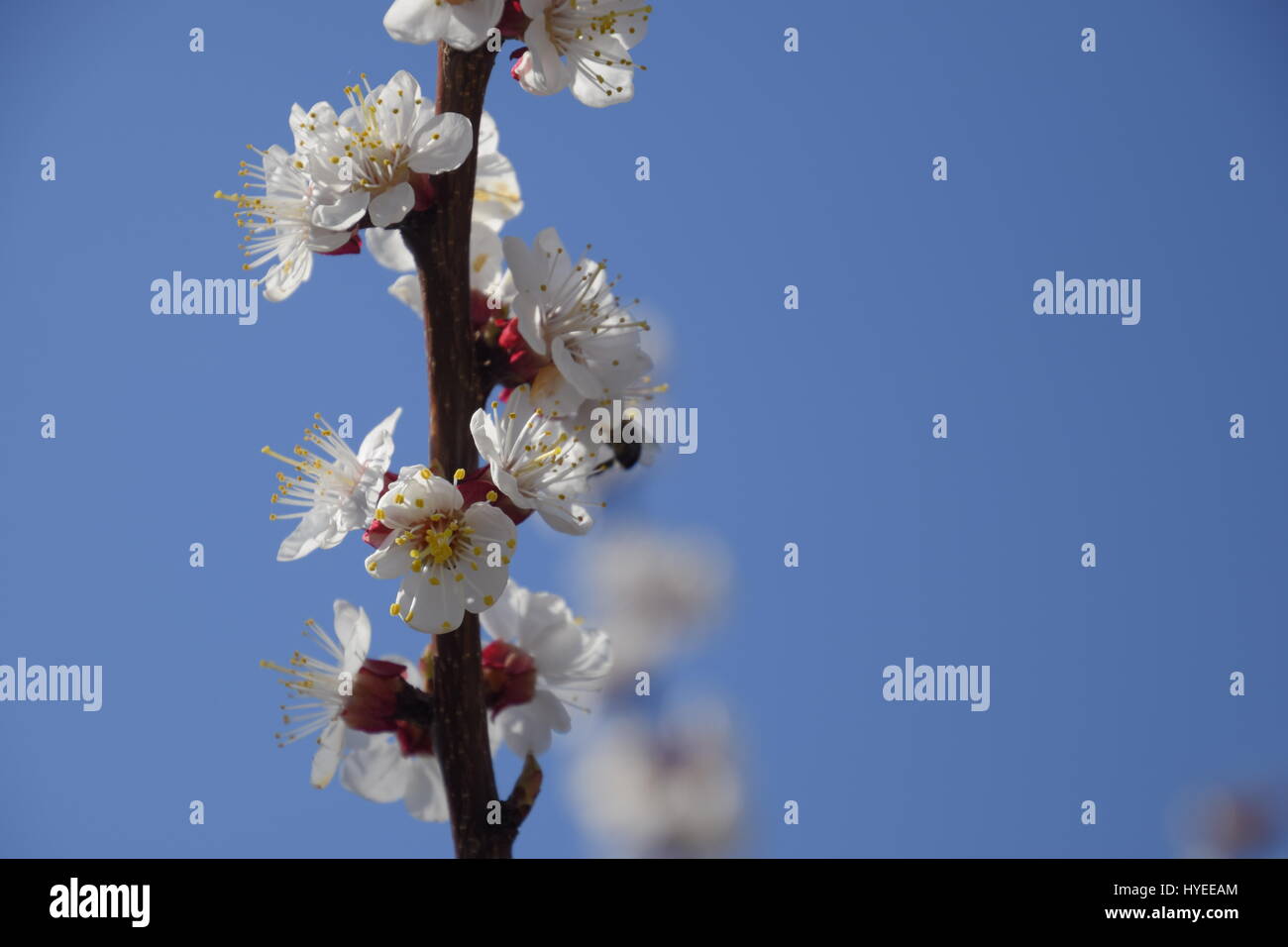 Blooming wild apricot in the garden. Spring flowering trees ...