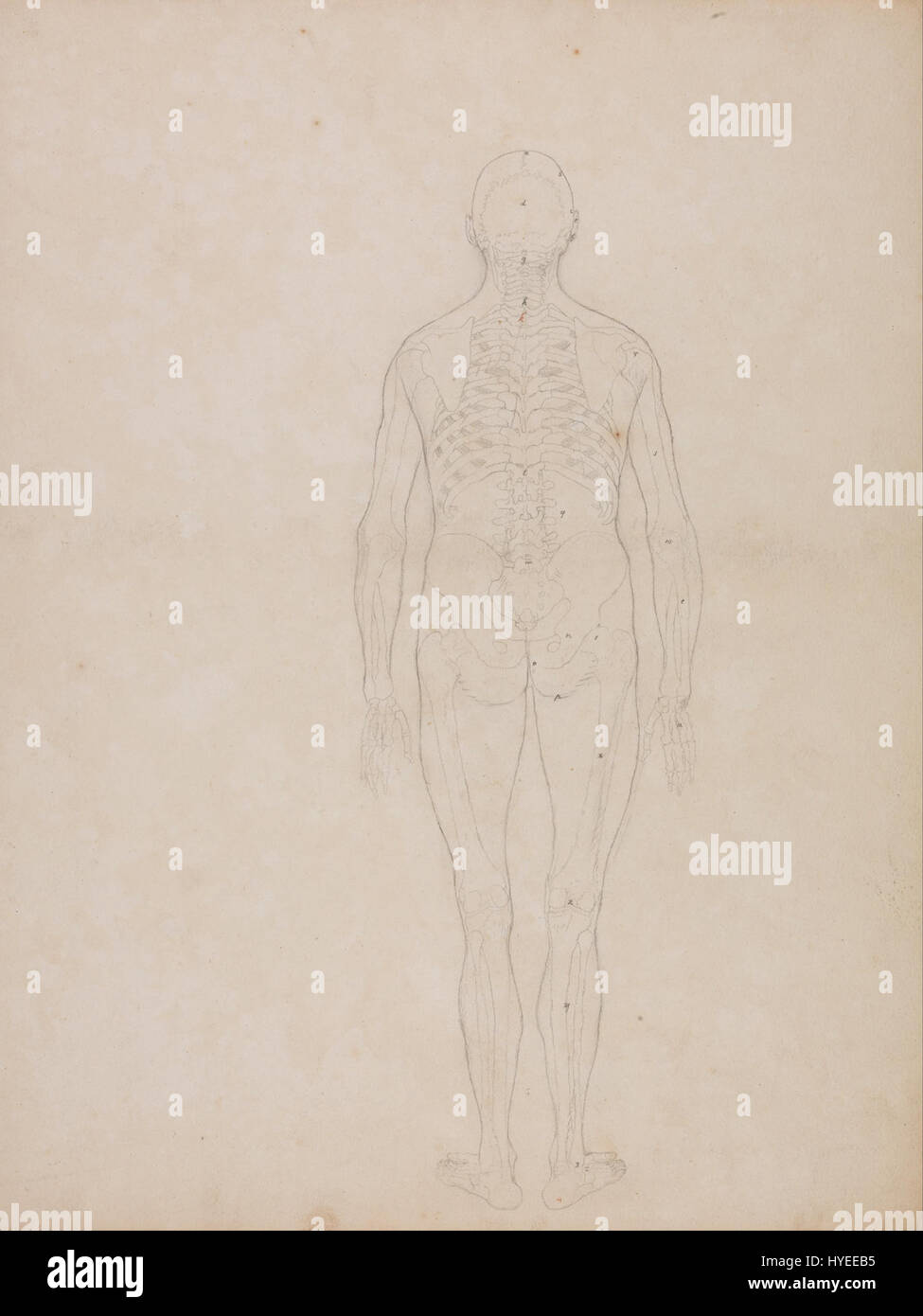 George Stubbs' comparative anatomical study compares the structure of ...
