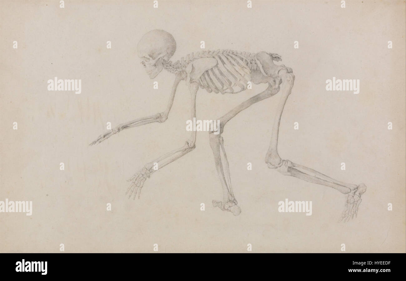 Detailed artwork shows anatomy hi-res stock photography and images - Alamy