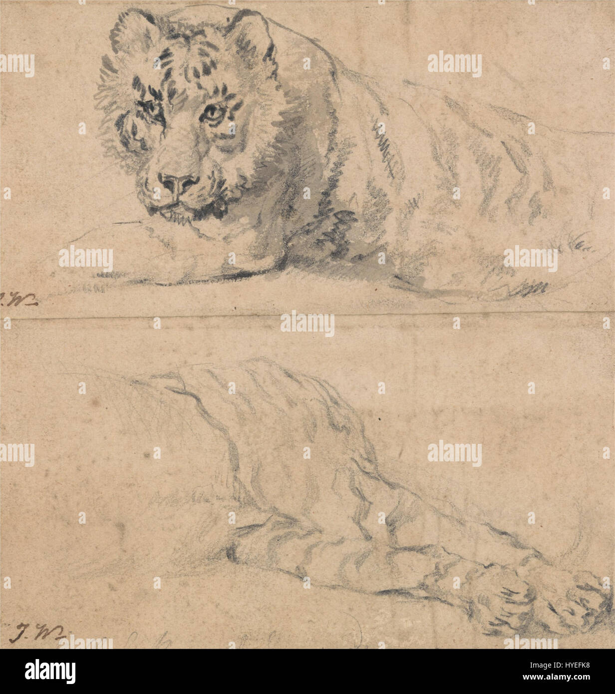 James Ward Studies of a Tiger; above, Head and Shoulders; below ...