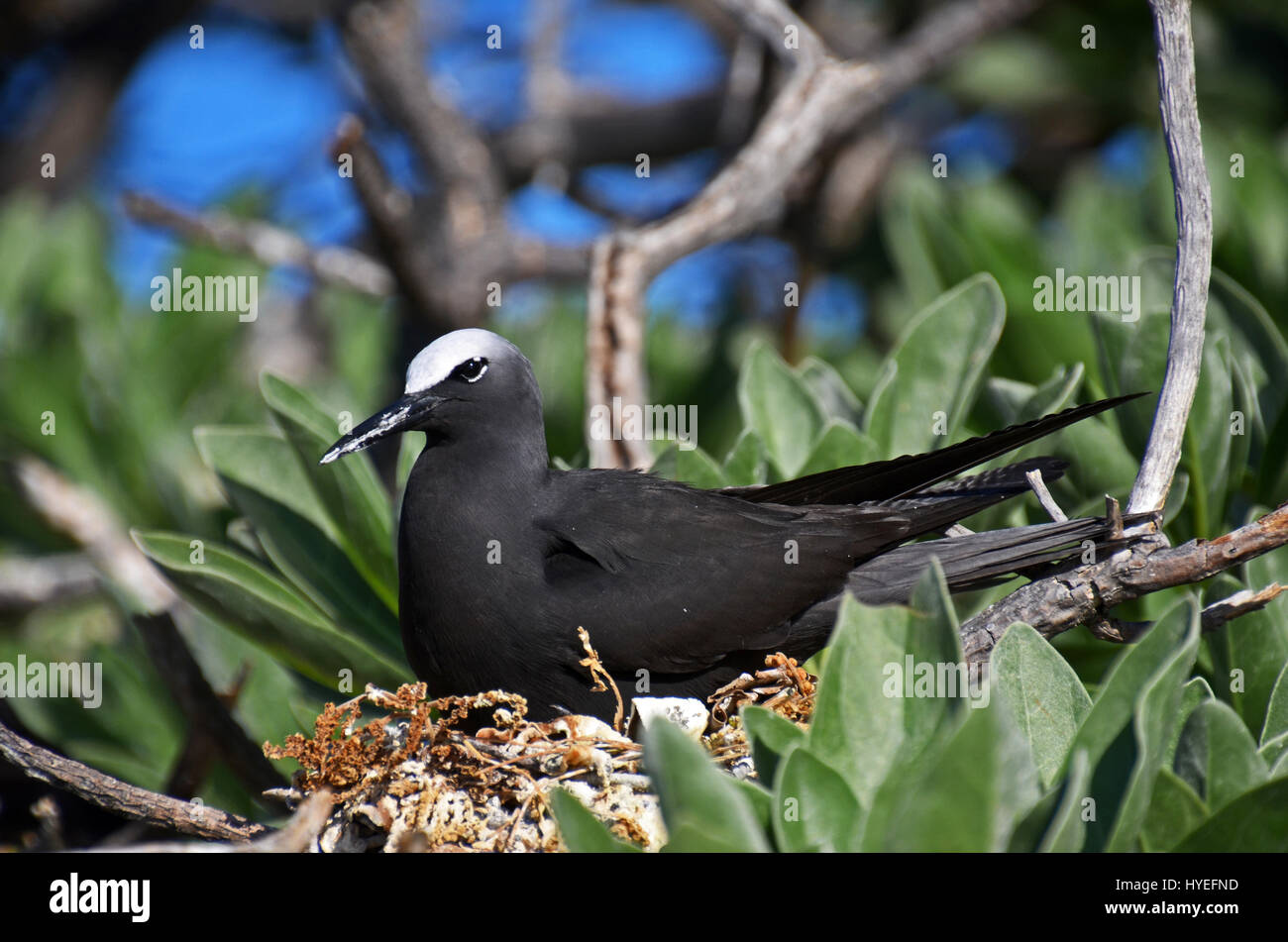Black noddy tern australia hi-res stock photography and images - Alamy