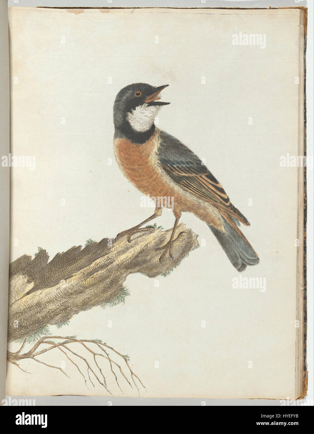 John Lewin's depiction of the orange-breasted thrush, featured in ...