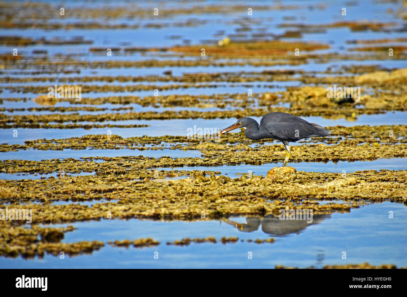 Pacific reef heron (Egretta sacra) hunting at low tide in the lagoon on ...