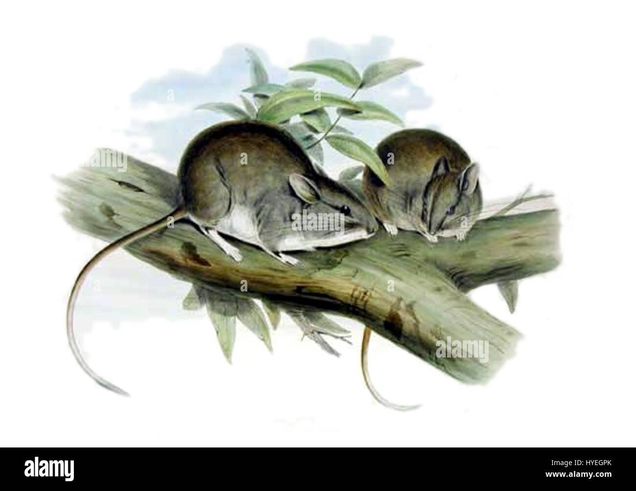 Extinct animals of australia Cut Out Stock Images & Pictures - Alamy