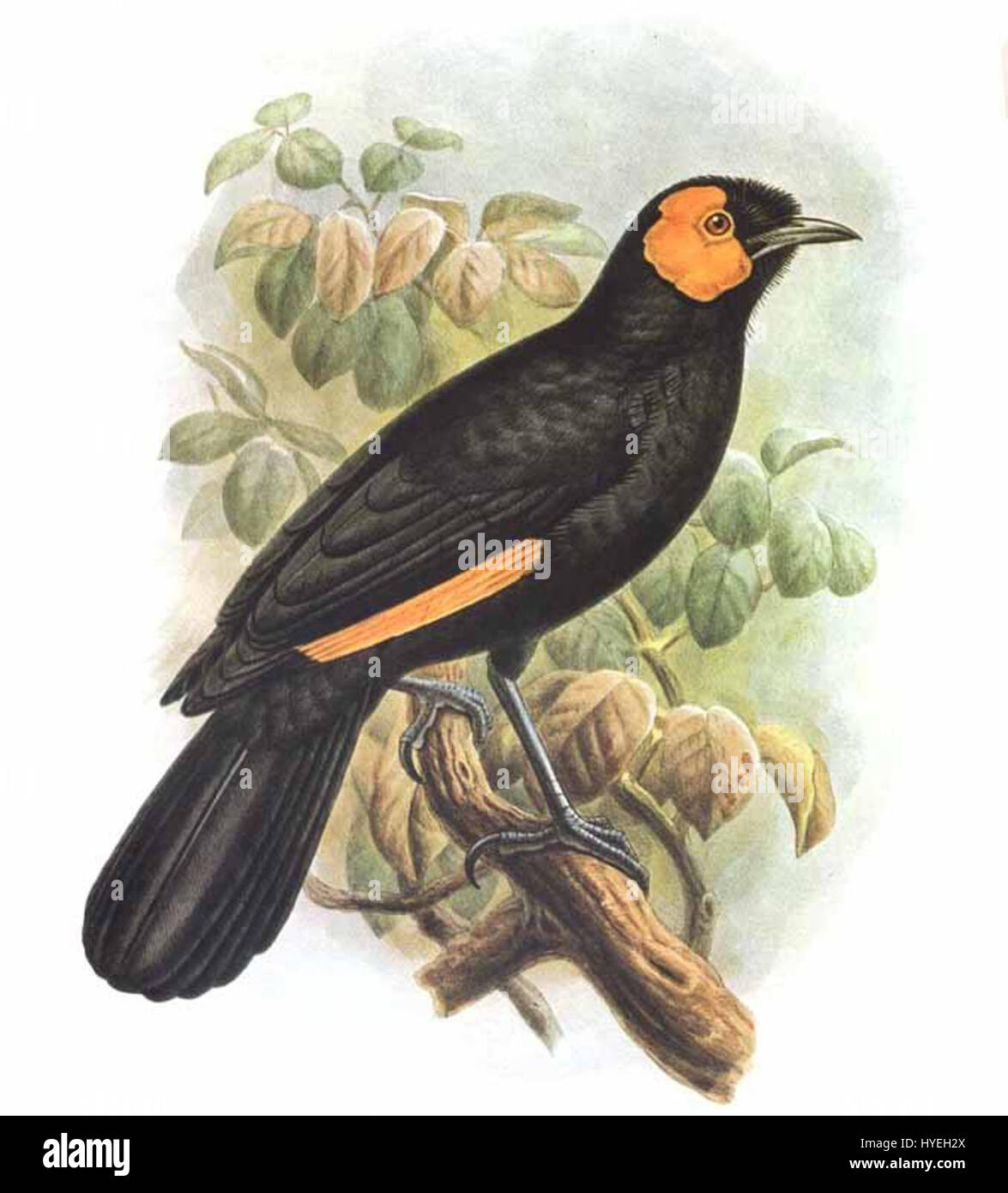 New guinea species hi-res stock photography and images - Alamy