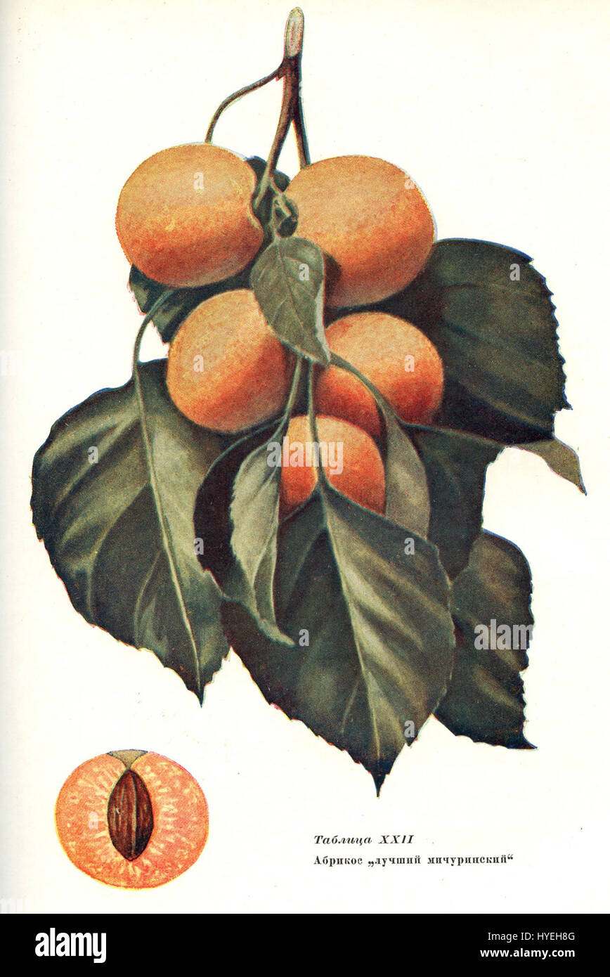 A 1936 scientific work by the Russian biologist Ivan Michurin, known ...