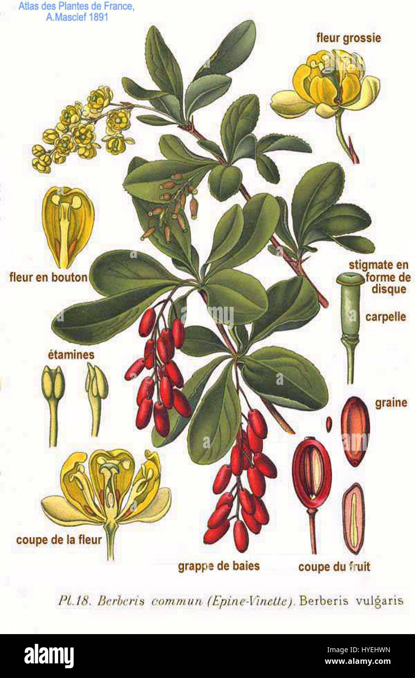 Berberis vulgaris, commonly known as barberry, is a deciduous shrub ...
