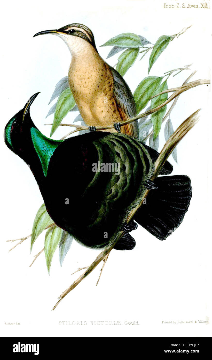 'Ptiloris Victoriae', also known as the Victoria’s Riflebird, is a ...