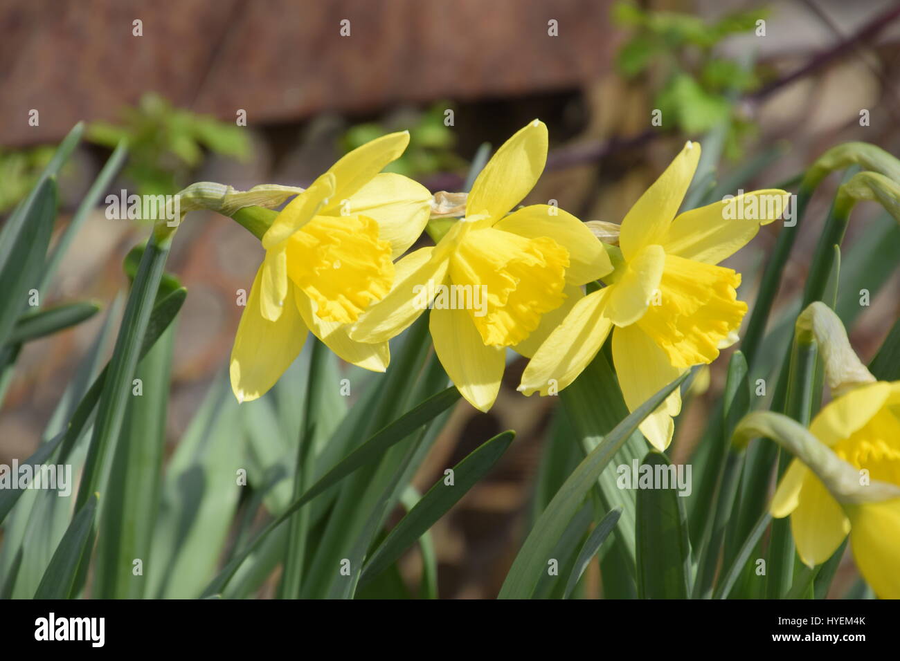 Flowers daffodil yellow. Spring flowering bulb plants in the flowerbed ...