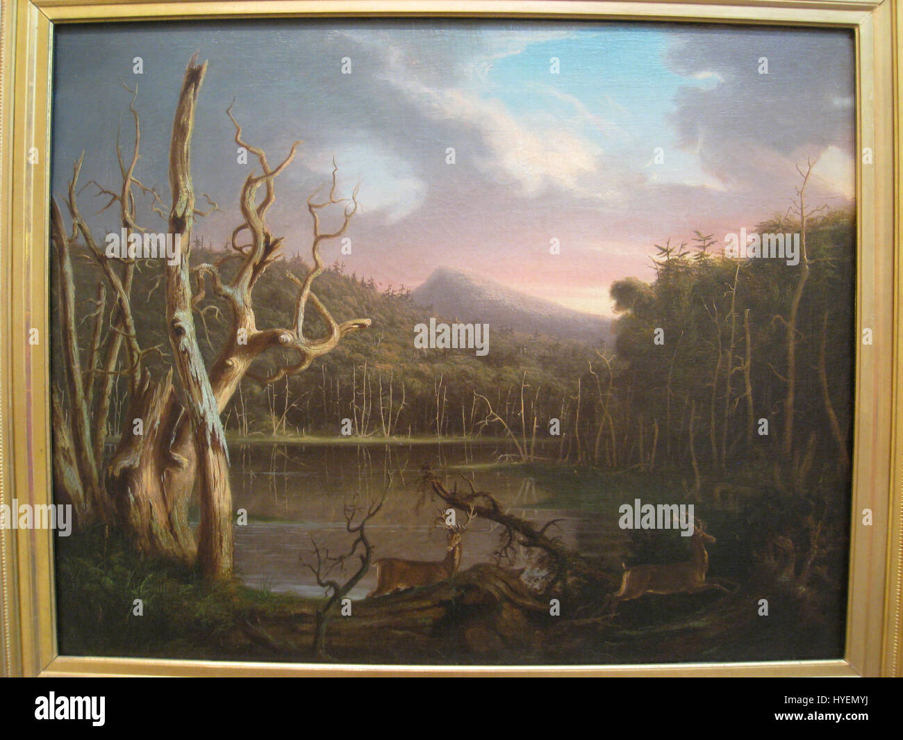 Dead trees on a landscape hi-res stock photography and images - Alamy