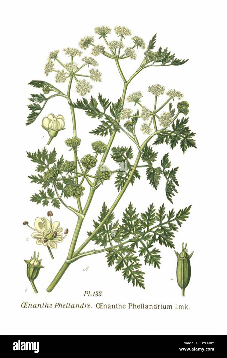 Water dropwort drawing hi-res stock photography and images - Alamy
