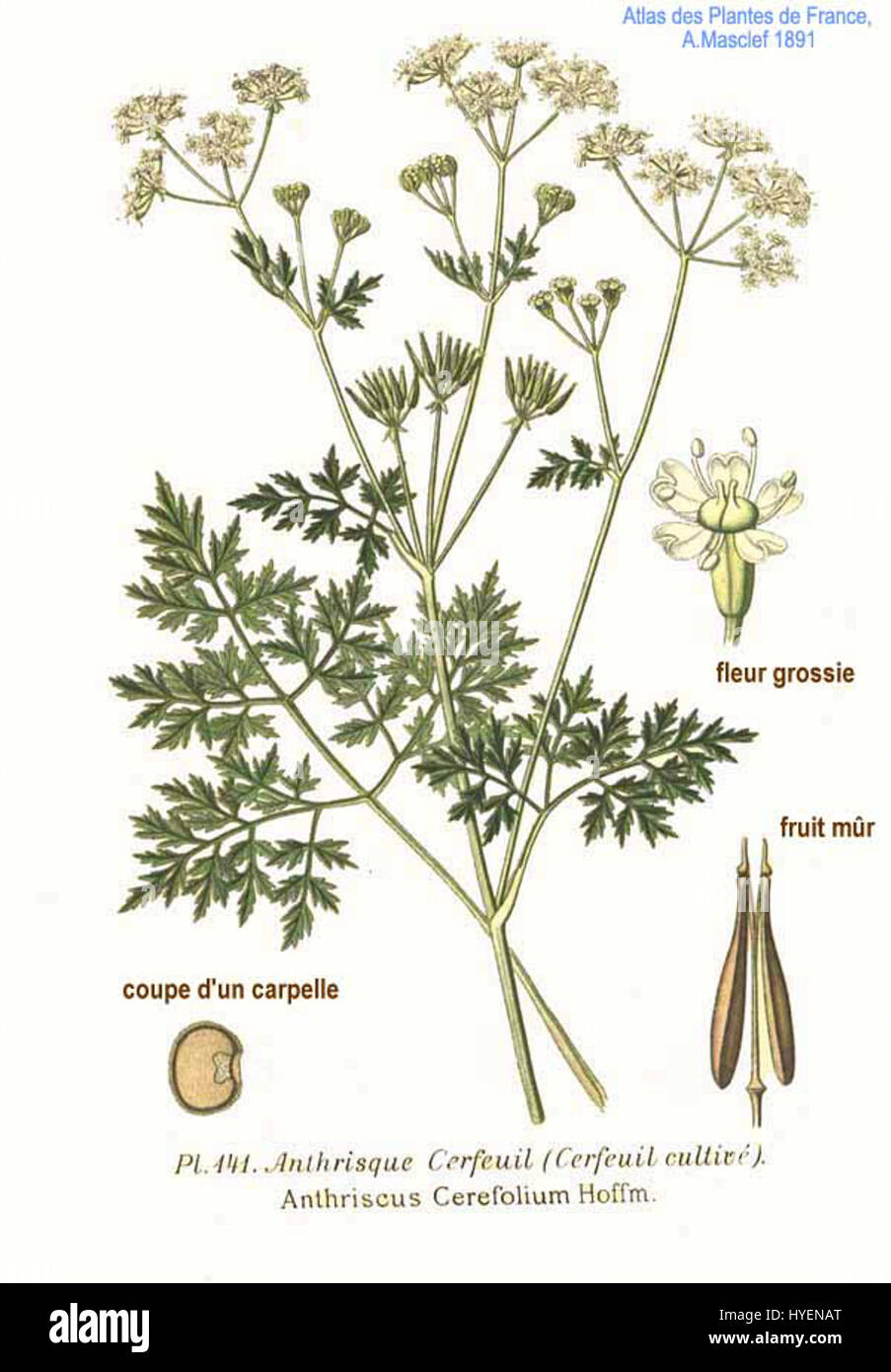 Anthriscus cerefolium, commonly known as chervil, is a fragrant herb ...