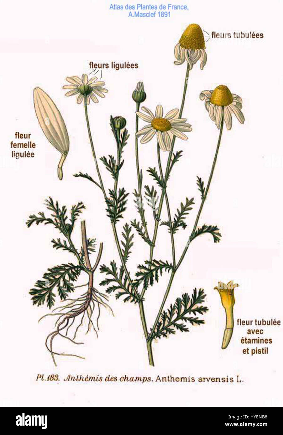 L arvensis hi-res stock photography and images - Alamy