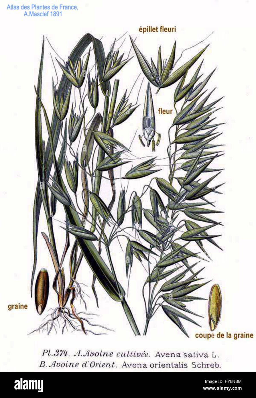 Avena sativa l hi-res stock photography and images - Alamy