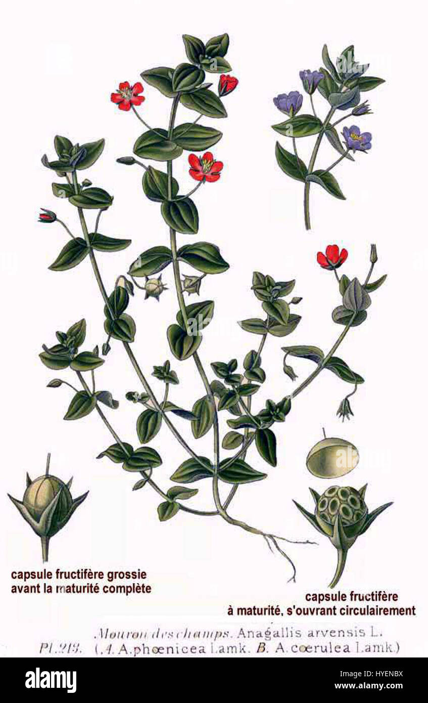 Anagalis arvensis hi-res stock photography and images - Alamy