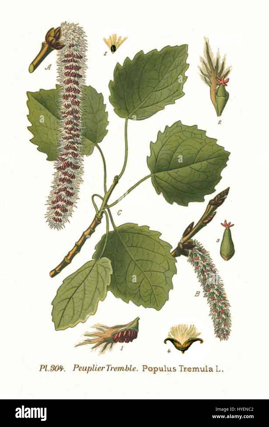 This botanical reference pertains to Populus tremula, commonly known as ...