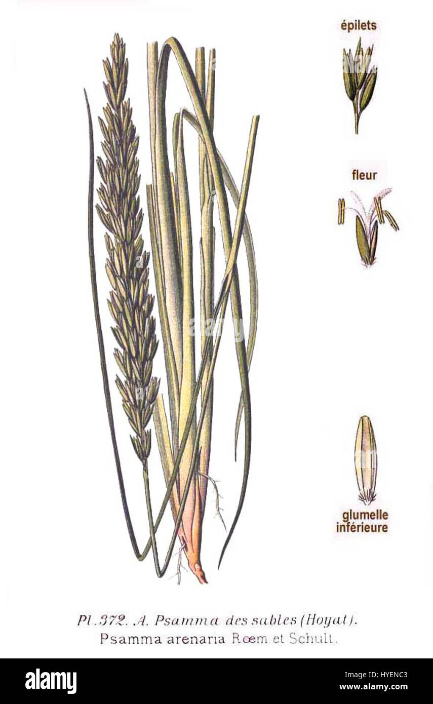 Sand habitats Cut Out Stock Images & Pictures - Alamy