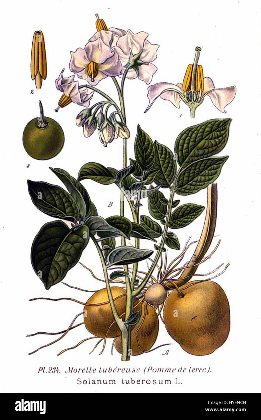 Solanum tuberosum L, commonly known as the potato, is a species of ...