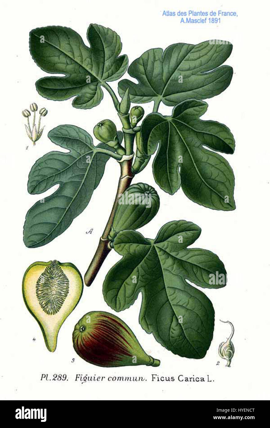 Various flowering plant species Cut Out Stock Images & Pictures - Alamy