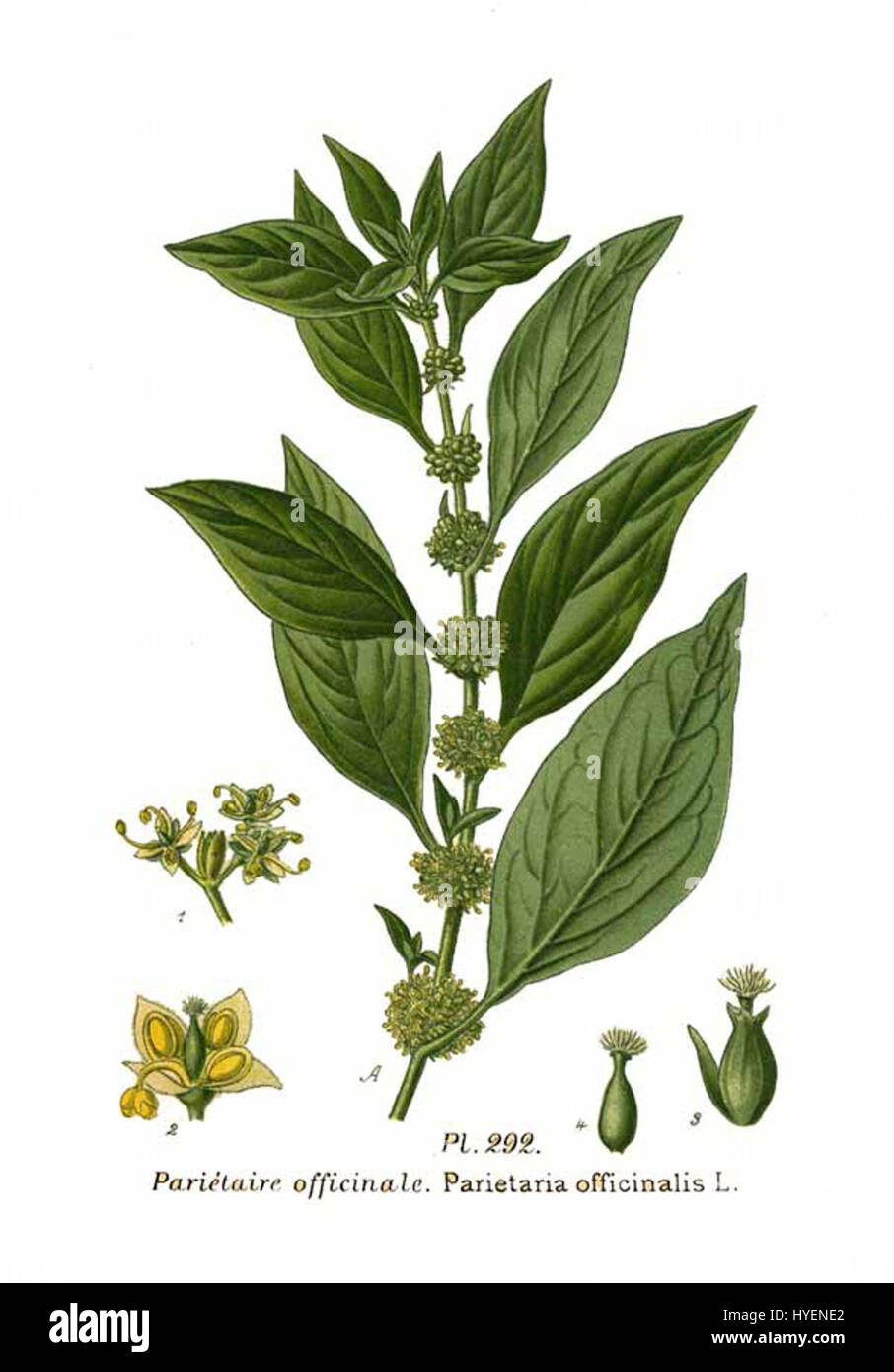 Medicinal plants parietaria hi-res stock photography and images - Alamy
