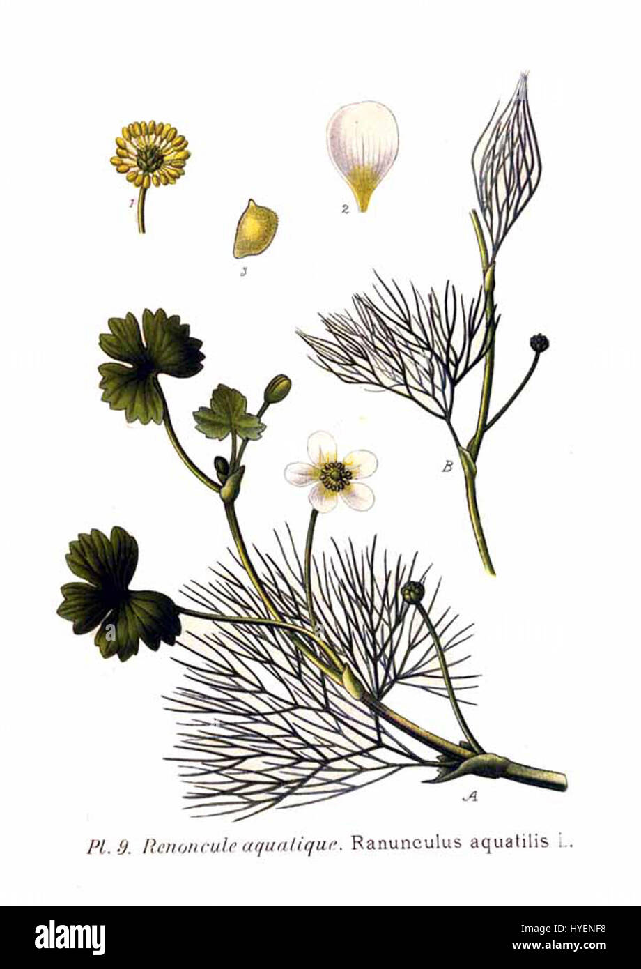 'Ranunculus aquatilis L.' is a species of aquatic plant, often found in ...