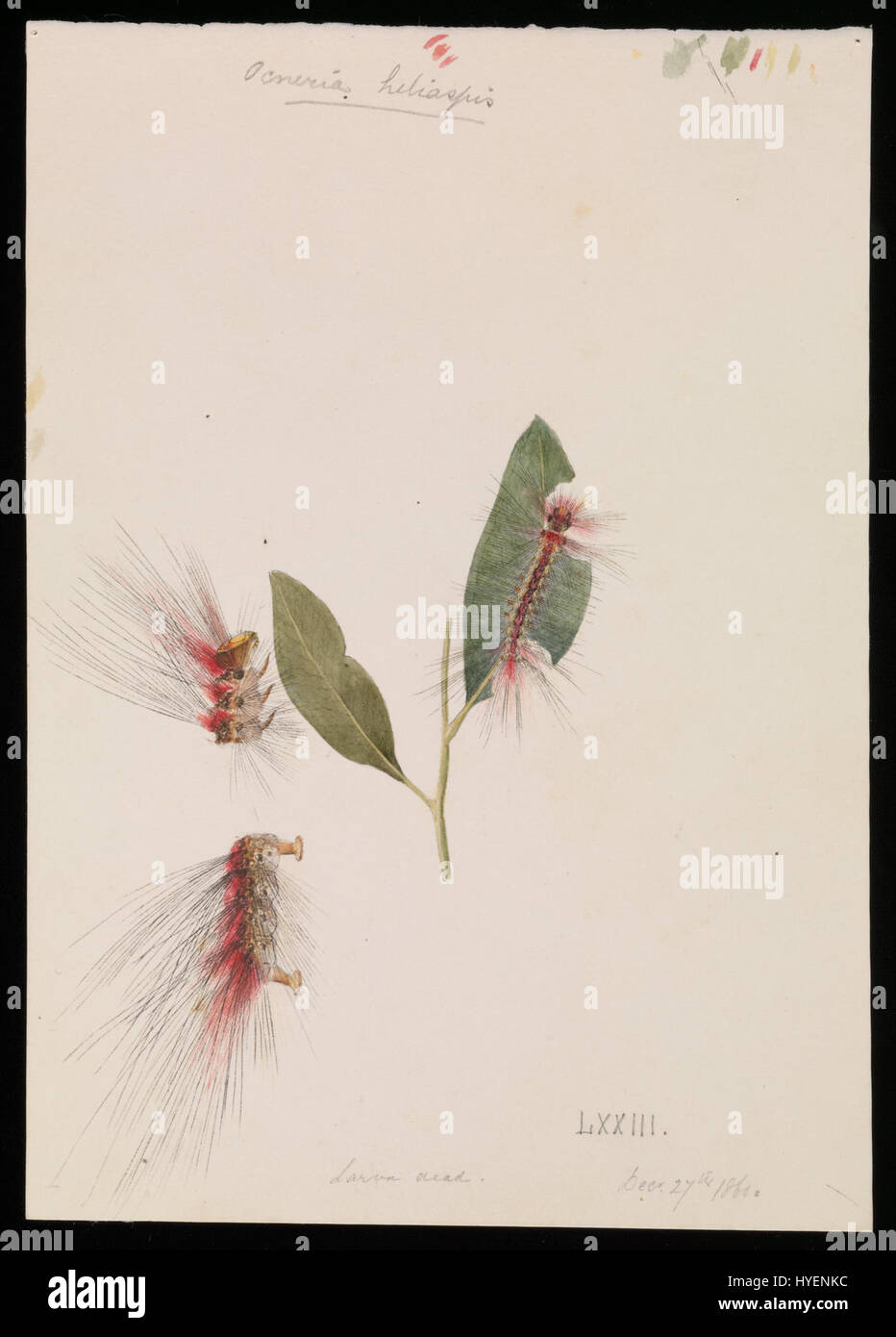 Arthur Bartholomew’s 'Rose Anthelid, Chenuala helispis' is a botanical ...