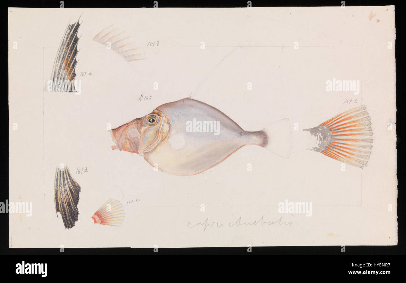 Arthur Bartholomew Silver Dory, Cyttus australis Google Art Project ...