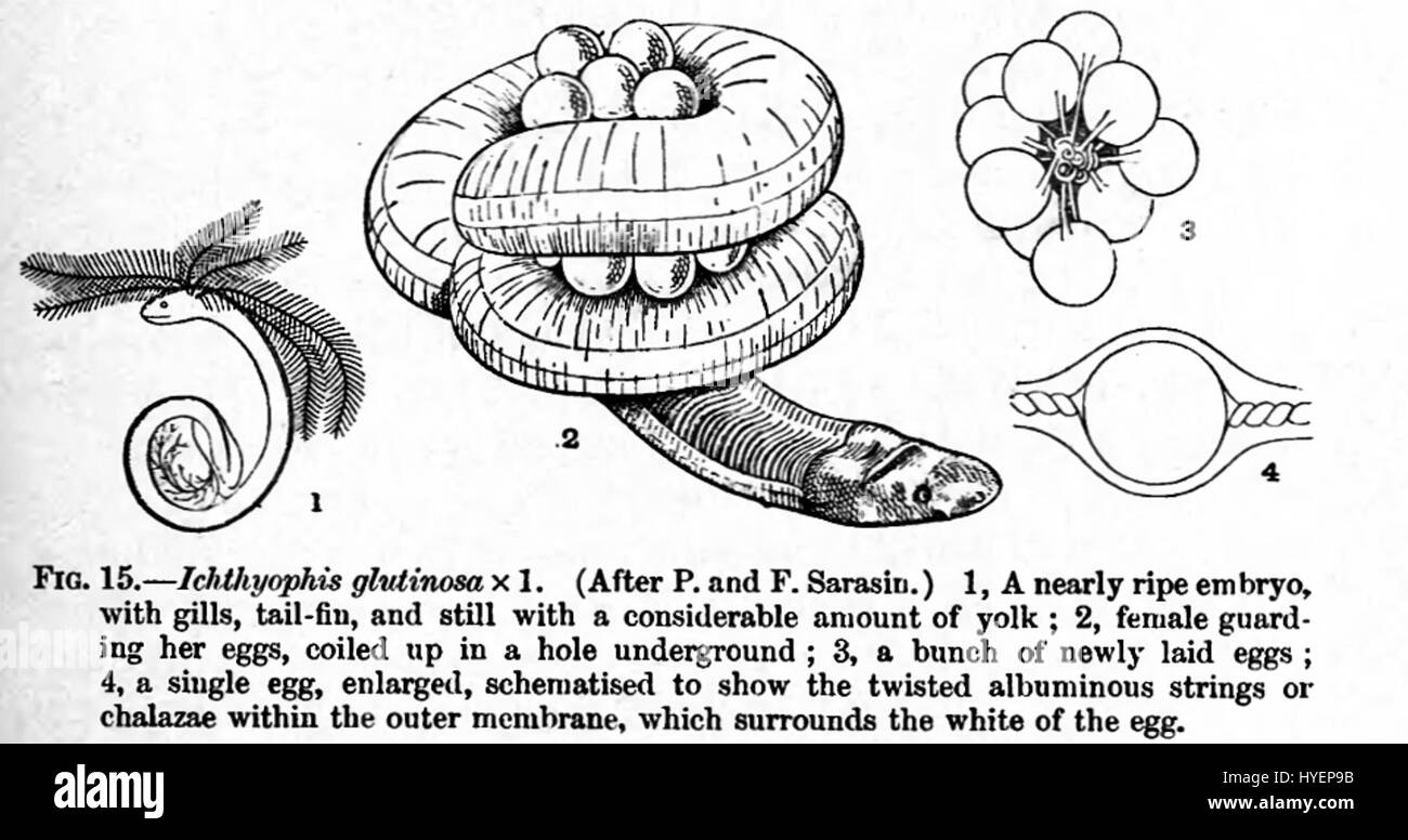 Group of worms Black and White Stock Photos & Images - Alamy