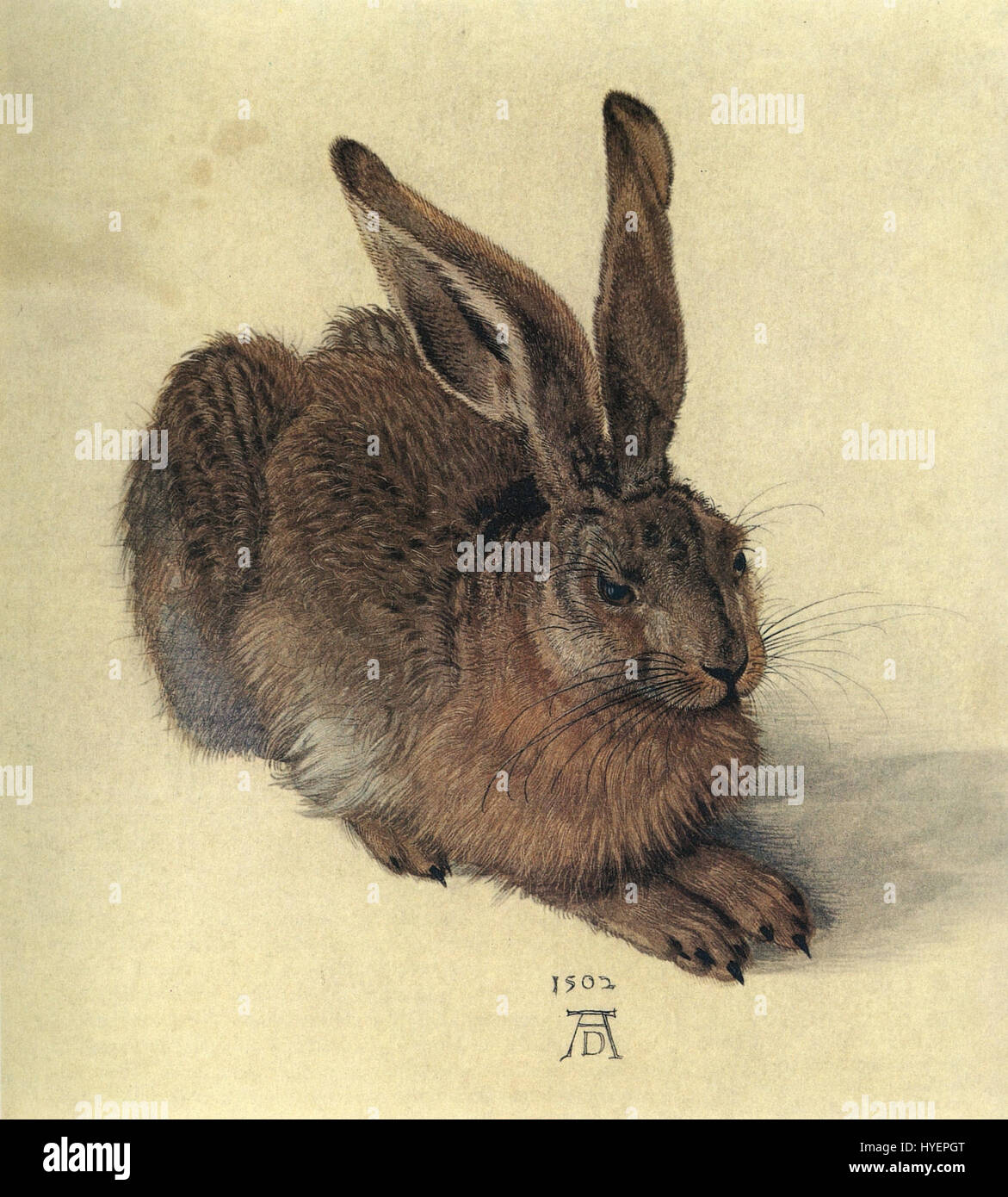 A detailed and realistic depiction of a young hare by Albrecht Dürer ...