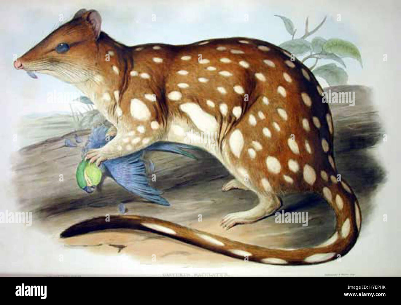 An illustration of the spotted-tailed quoll (Dasyurus maculatus), a ...