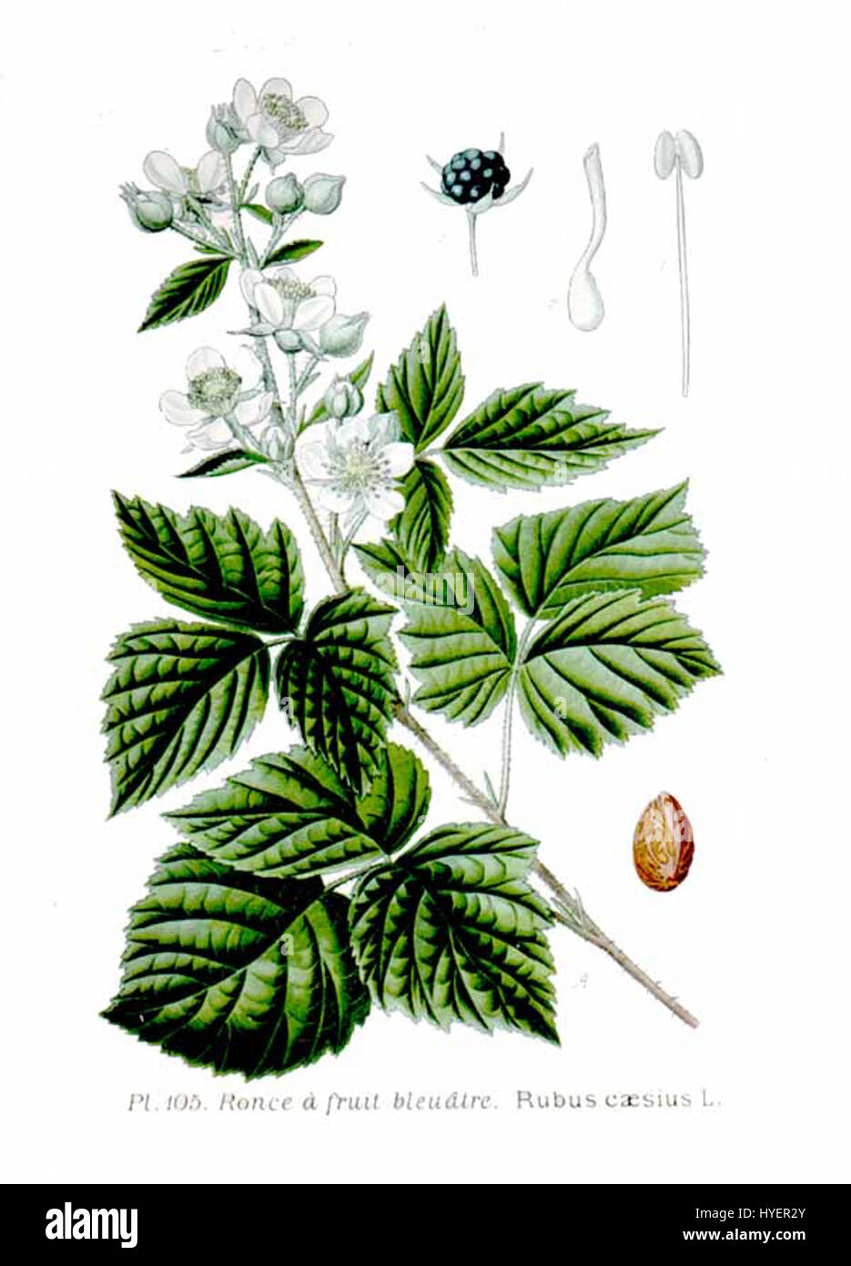 105 Rubus caesius L Stock Photo - Alamy