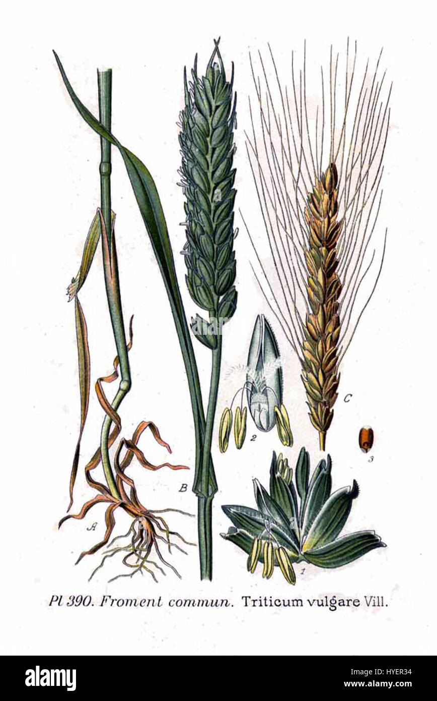 Triticum vulgare hi-res stock photography and images - Alamy
