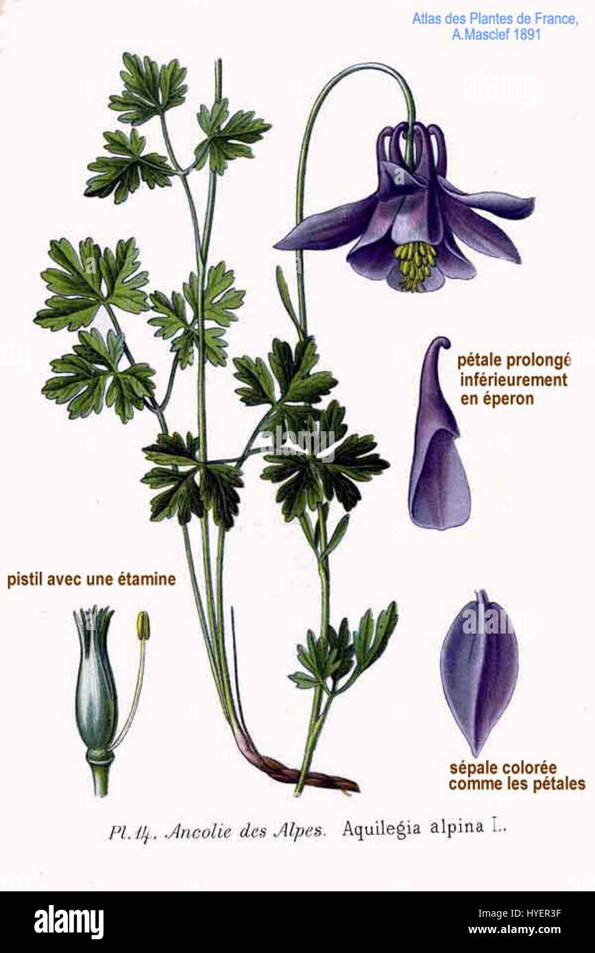 Aquilegia alpina L, commonly known as alpine columbine, is a plant ...