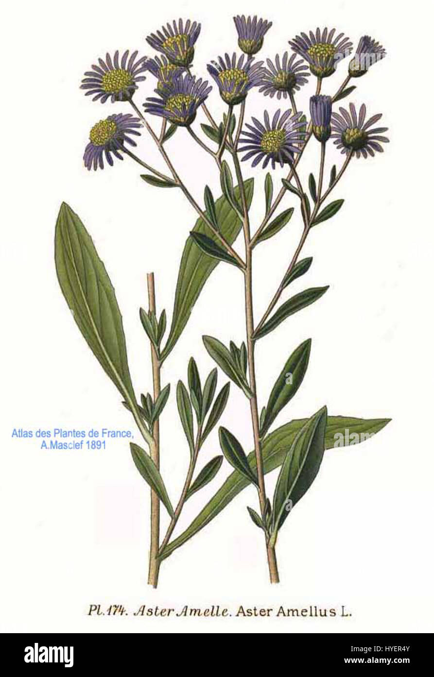 This botanical illustration of Aster amellus L. provides a detailed and accurate depiction of ...