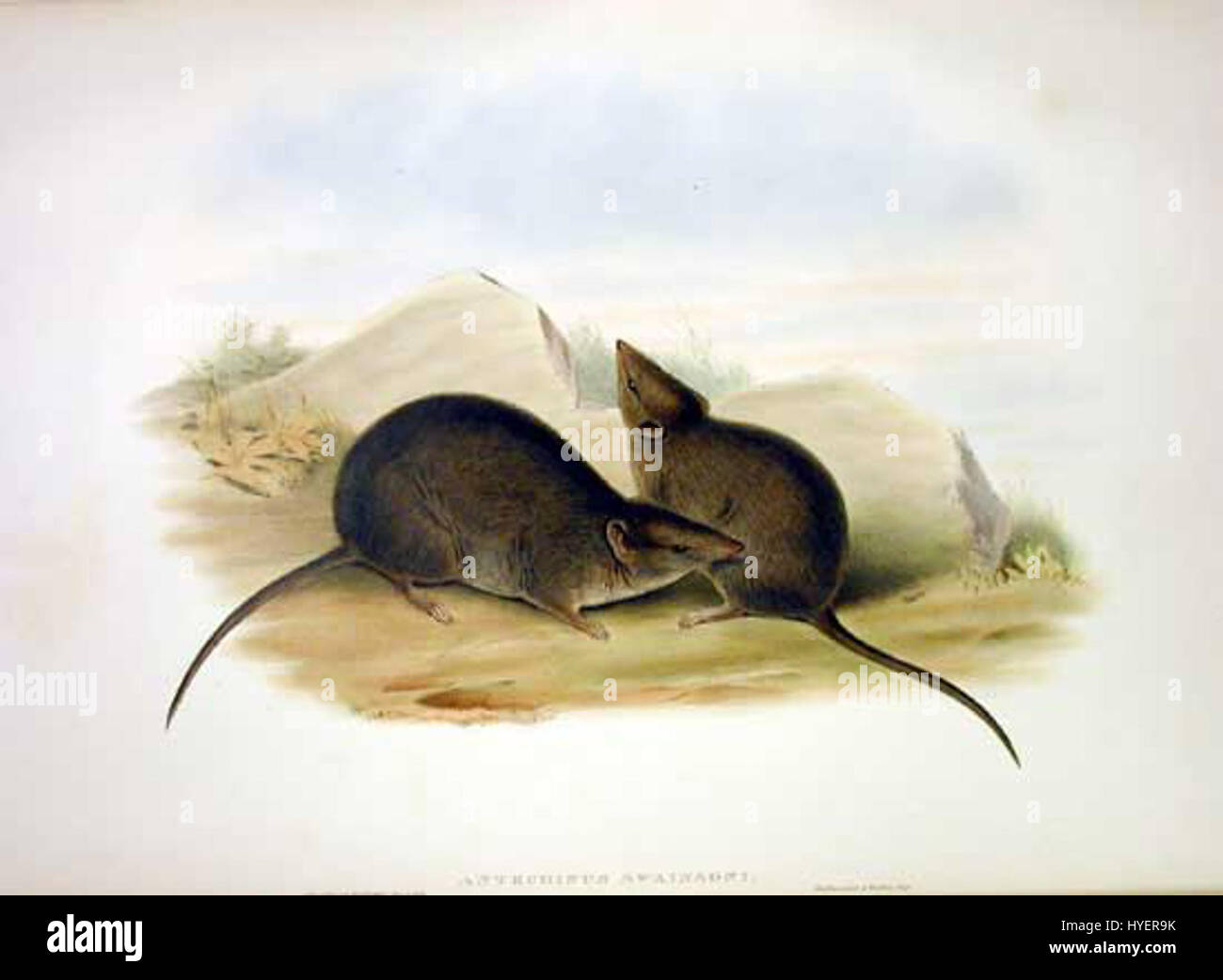 Antechinus antechinus hi-res stock photography and images - Alamy