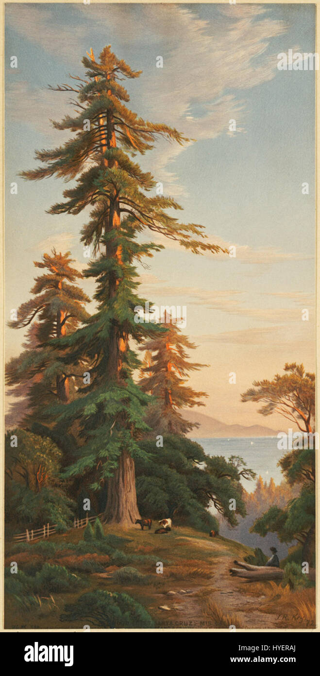 Redwood Trees, Santa Cruz Mts., Cal. 2 (Boston Public Library Stock ...
