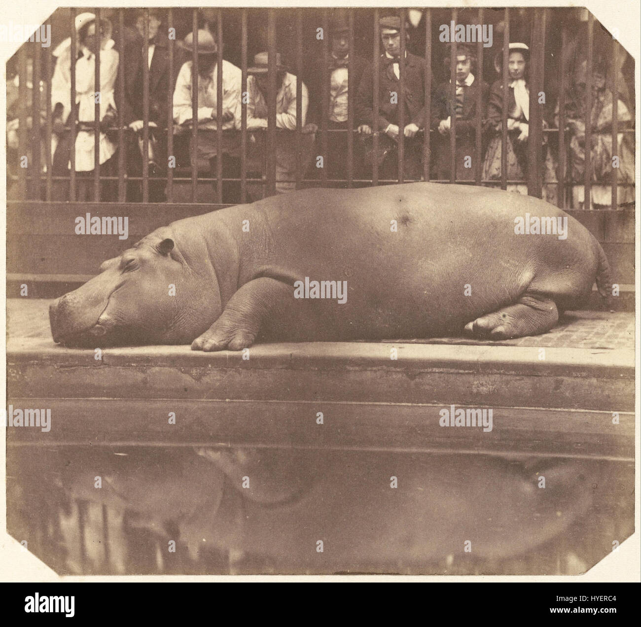 The 'Hippopotamus at the Zoological Gardens, Regent's Park' by Count de ...