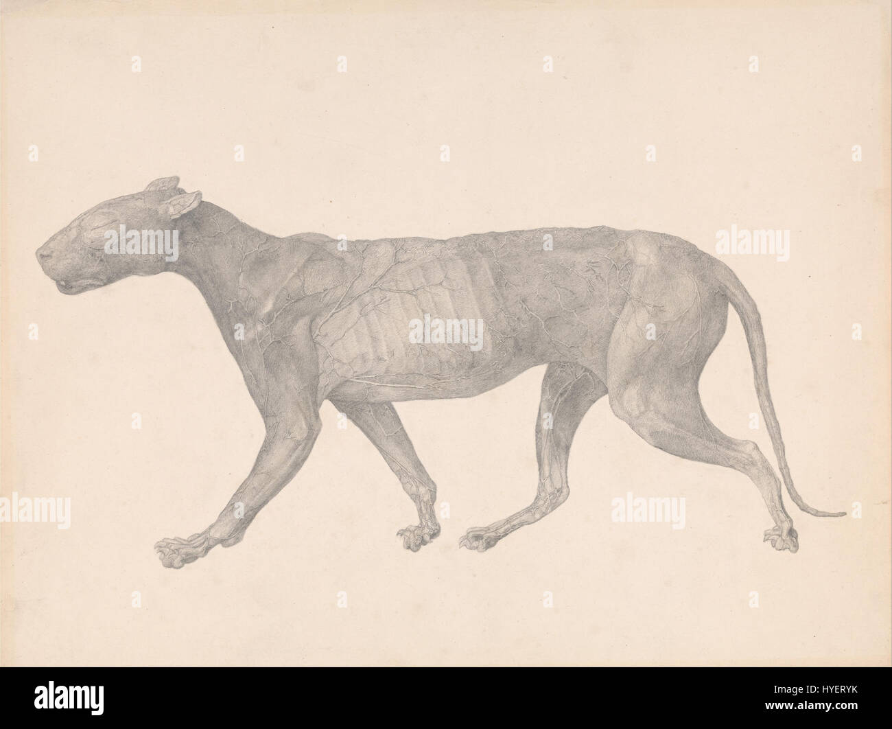 George Stubbs’ 'A Comparative Anatomical Exposition' contrasts the ...