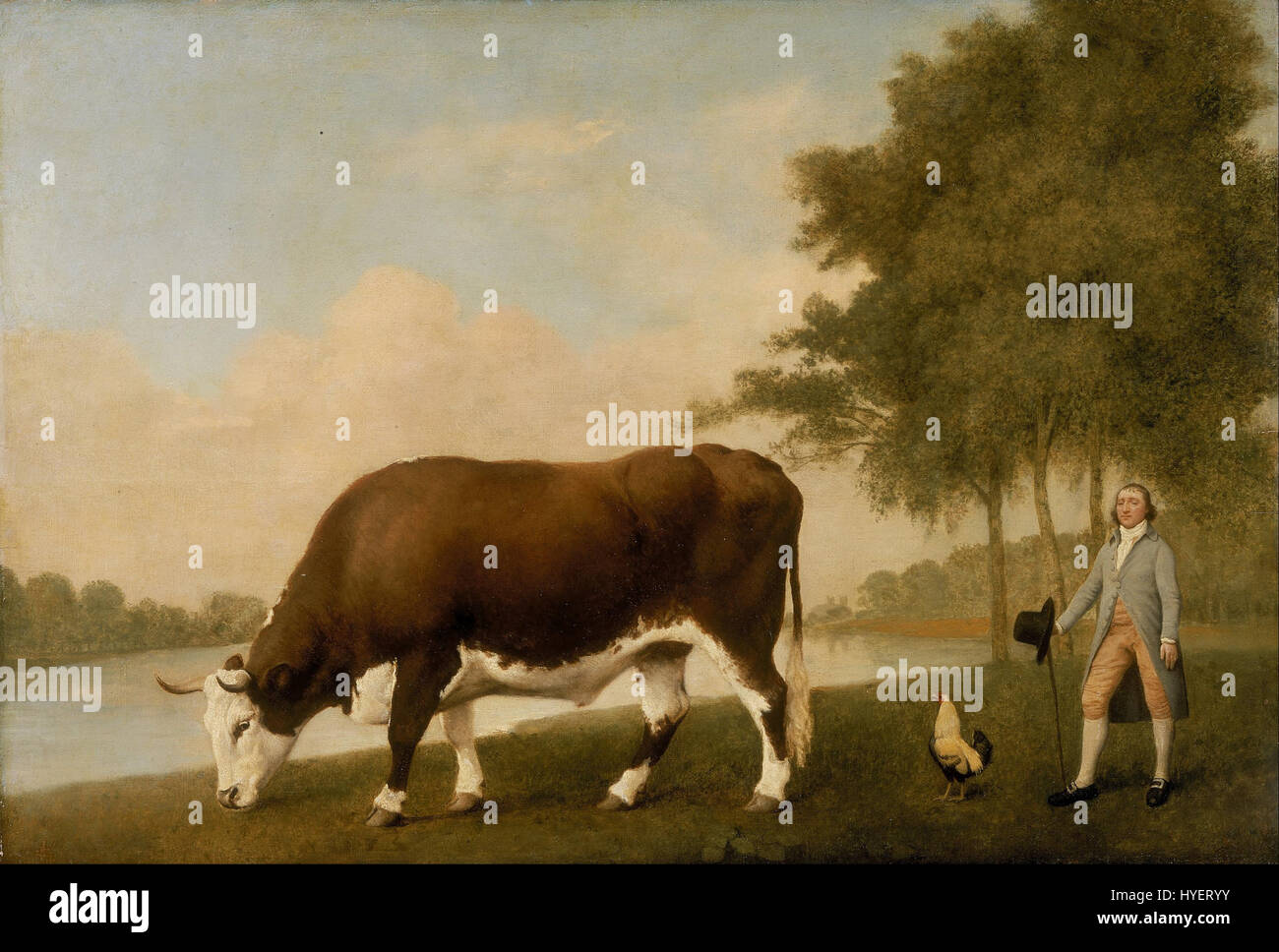 'The Lincolnshire Ox' by George Stubbs depicts a large, muscular ox in ...