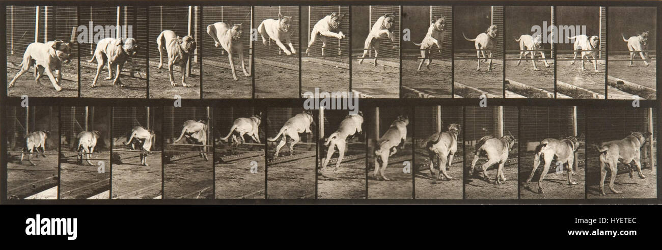 Eadweard Muybridge’s 'Animal Locomotion, Plate 712' is one of his ...
